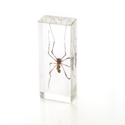 Garden Spider in Resin - The Evolution Store