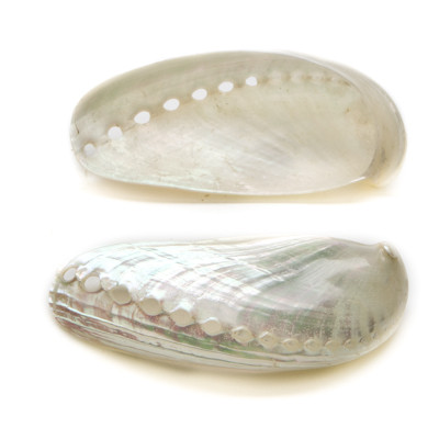 Donkey's Ear Abalone - Seashell - The Evolution Store