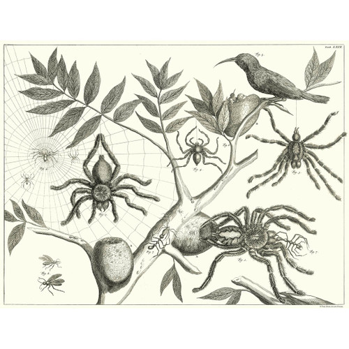 Albertus Seba Print - Vol. 1 Plate 69 | Evolution Store