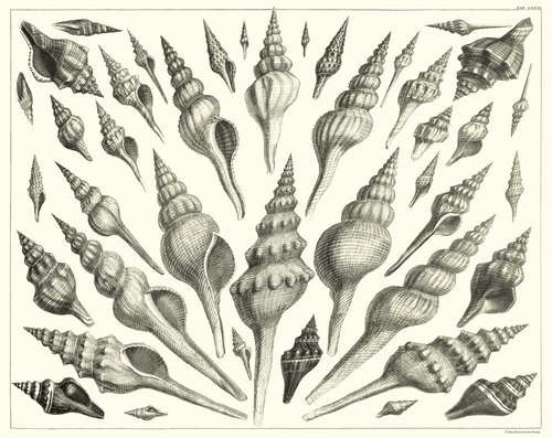 Albertus Seba Print - Vol. 3 Plate 79 | Evolution Store