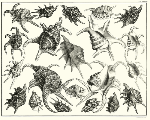 Albertus Seba Print - Vol. 3 Plate 82 | Evolution Store