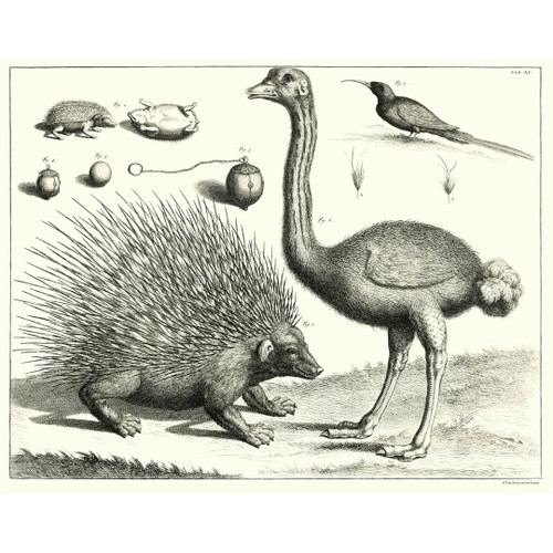 Albertus Seba Print - Vol. 1 Plate 51 | Evolution Store