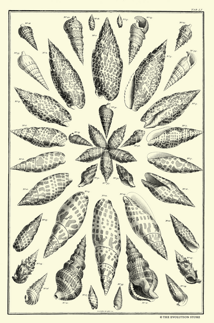 Albertus Seba Print - Vol. 3 Plate 51 | Evolution Store