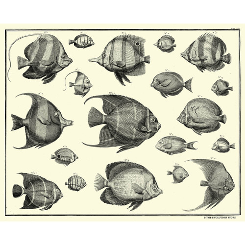 Albertus Seba Print - Vol. 3 Plate 25 | Evolution Store