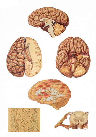 human central nervous system