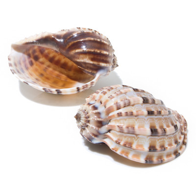 Major Harp Seashell | Evolution Store