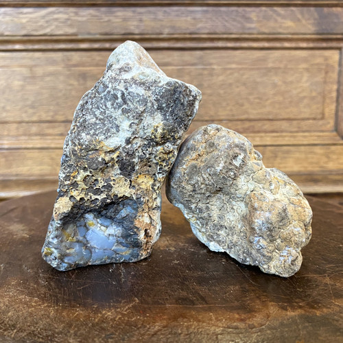Polished Dinosaur Droppings - Coprolite | Evolution Store