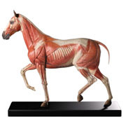 Horse Anatomical Figure | Evolution Store