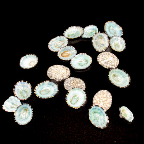 Green Limpet Seashell | Evolution Store