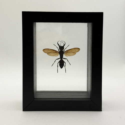 Garuda Wasp - Megalara Garuda | Evolution Store