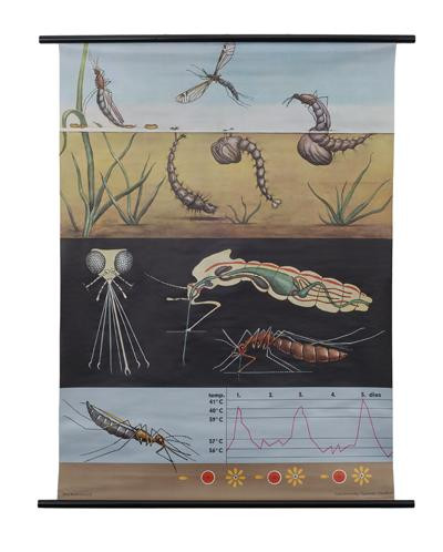 Mosquito Zoological Poster - The Evolution Store