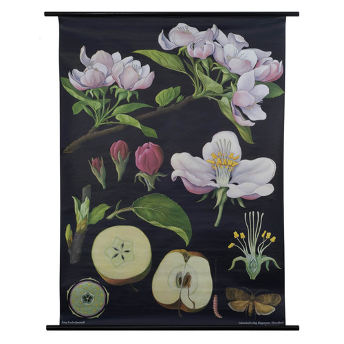 Apple Tree Botanical Poster - The Evolution Store
