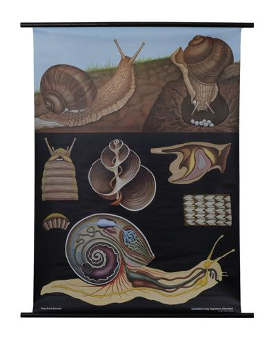 Edible Snail Zoological Poster - The Evolution Store