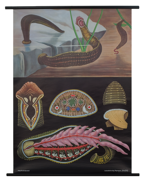 Leech Zoological Poster - The Evolution Store