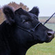 Sullivan Supply Livestock Show Gear | Jackson’s Western Store