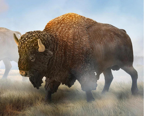 American Bison - Jackson's Western