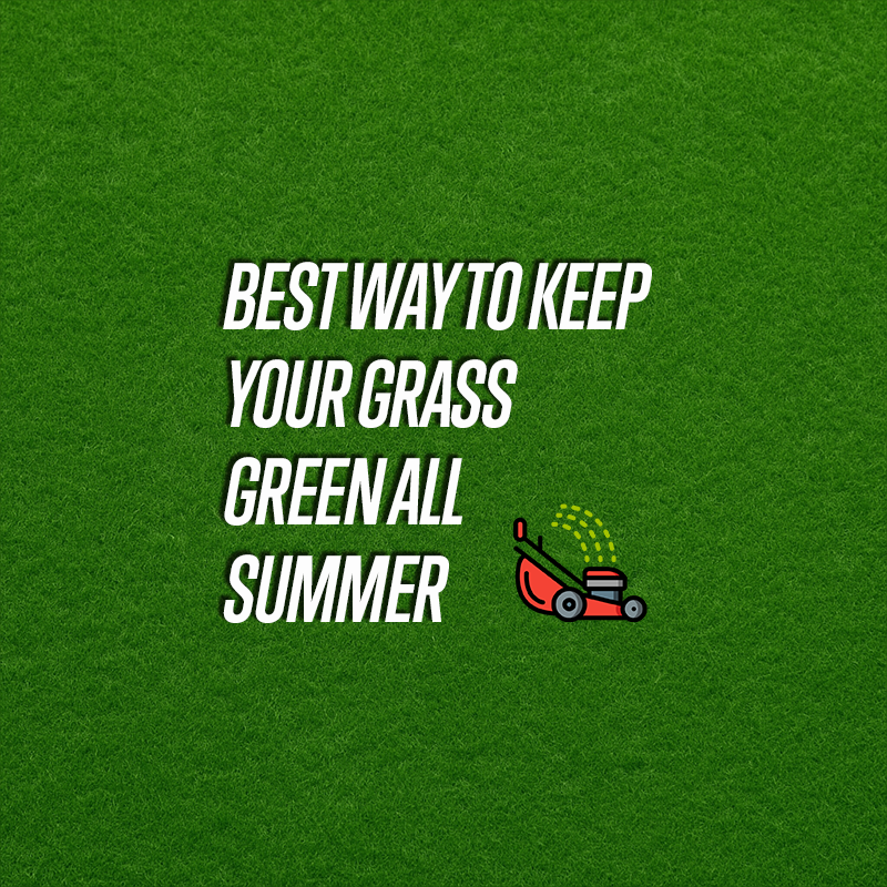 Best Ways to Keep Your Grass Green All Summer - PowerToolReplacementParts