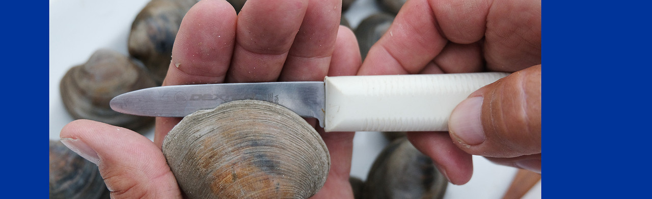 Shellfish Knives - Clam Knives - Dexter Outdoors