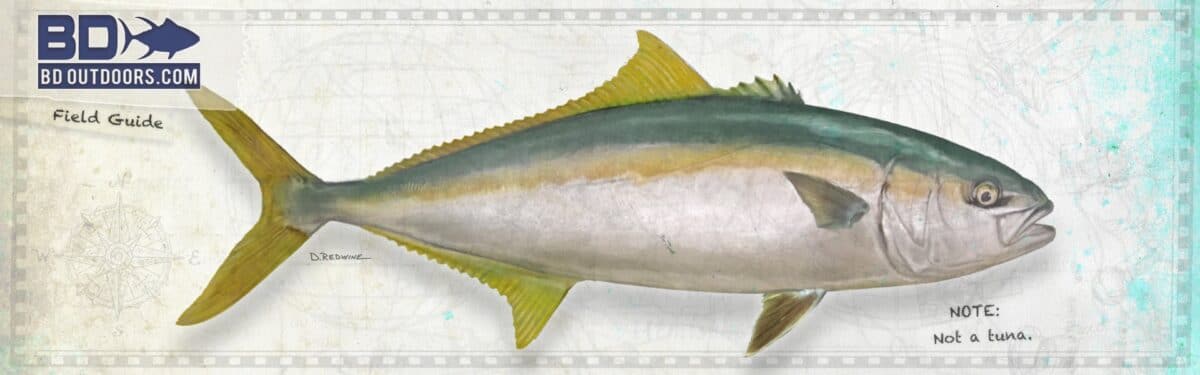 Filleting a Yellowtail in SoCal - Dexter Outdoors