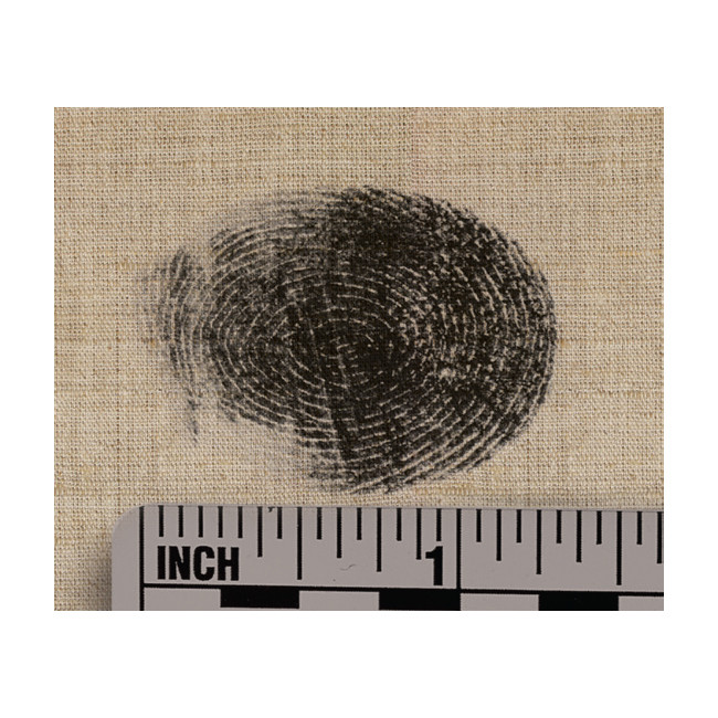 Blood ID and Enhancement - Stains / Reagents - Amido Black - A-2696 - A ...