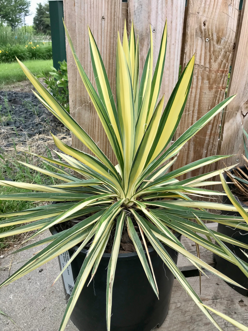 'Color Guard' Common Yucca