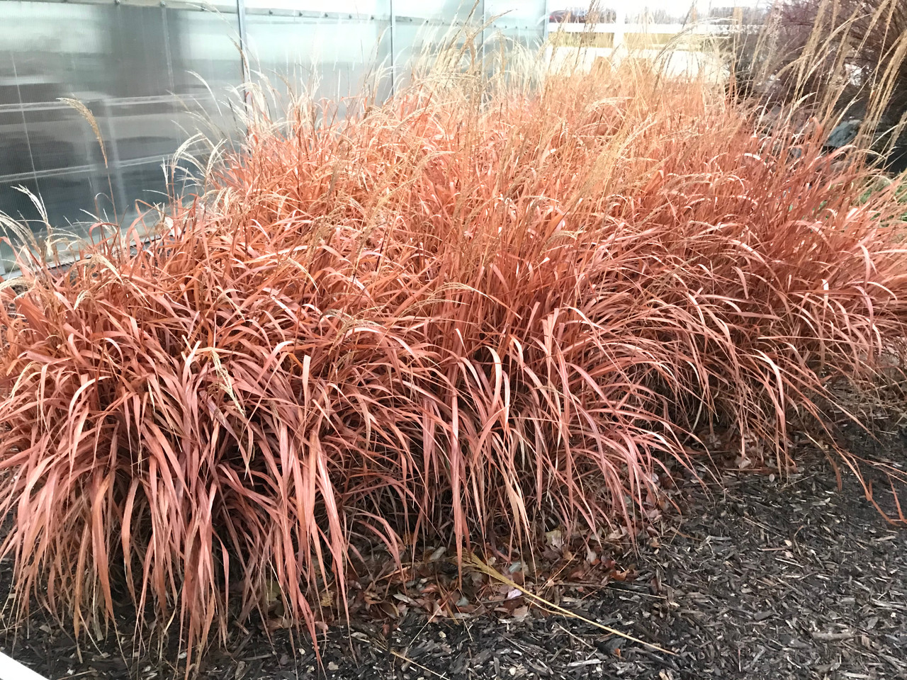 Autumn Flame Grass