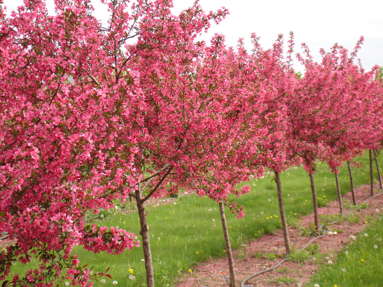 'Prairifire' Crabapple