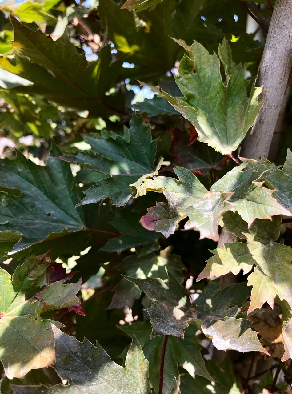 'Crimson Sentry' Norway Maple