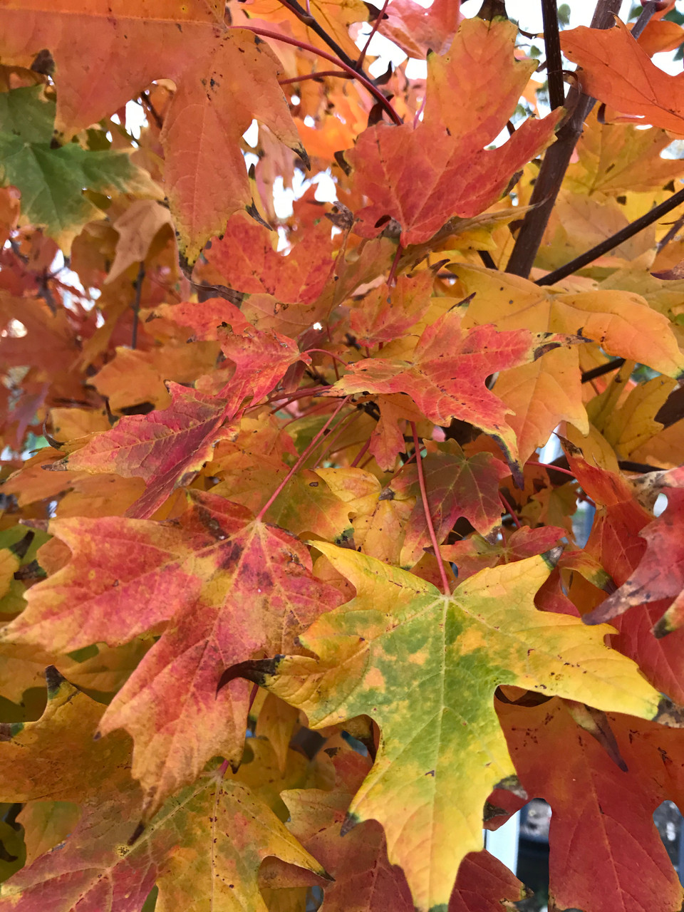 Legacy® Sugar Maple