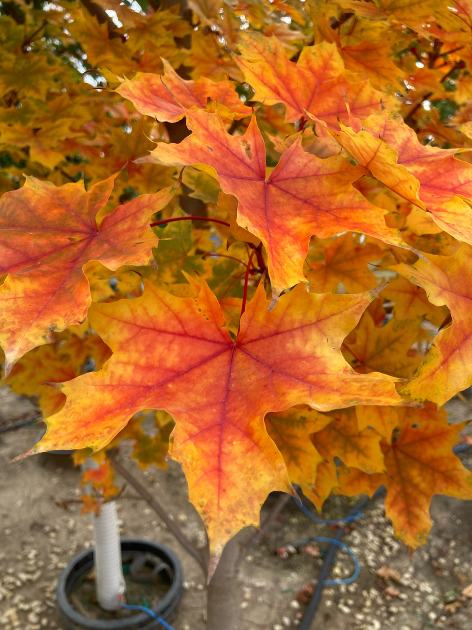 Pacific Sunset® Hybrid Maple