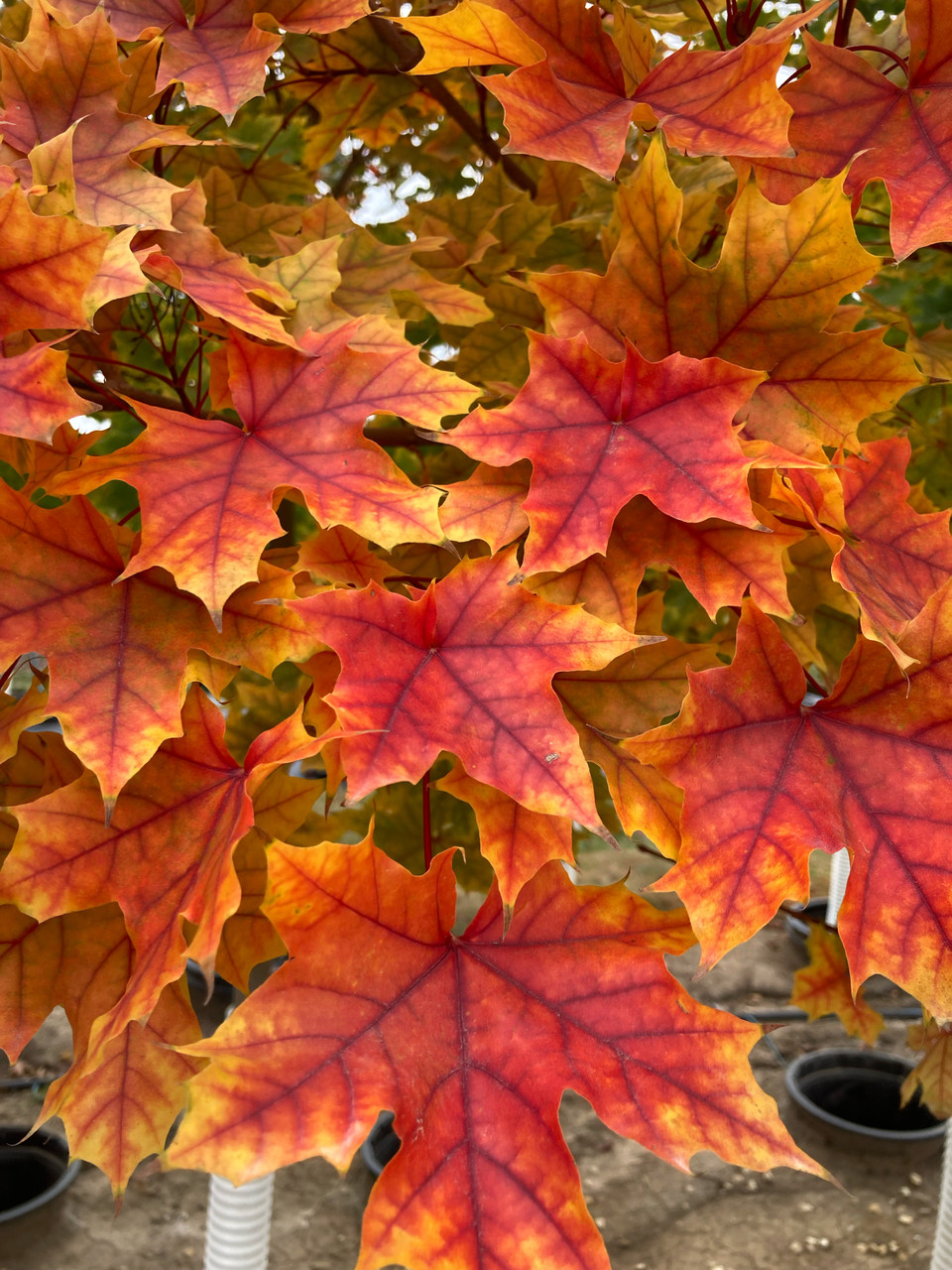 Pacific Sunset® Hybrid Maple