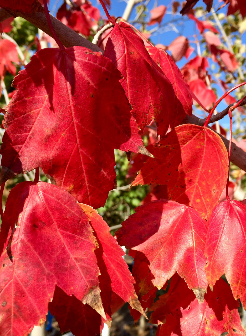 Red Sunset® Red Maple