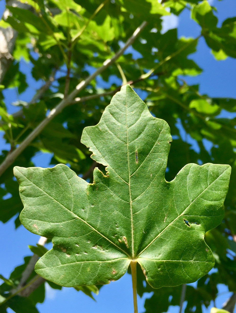 State Street™ Miyabe Maple