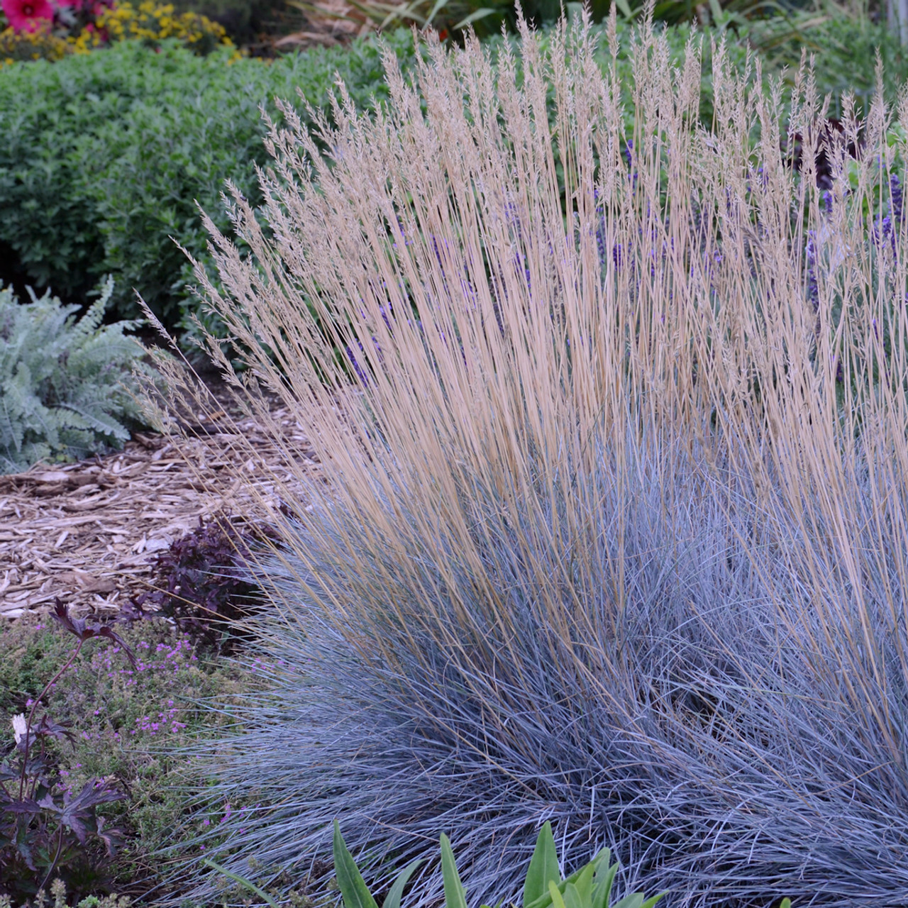 Elijah Blue Blue Fescue