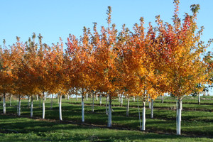 Trees - Maple - TimberPine