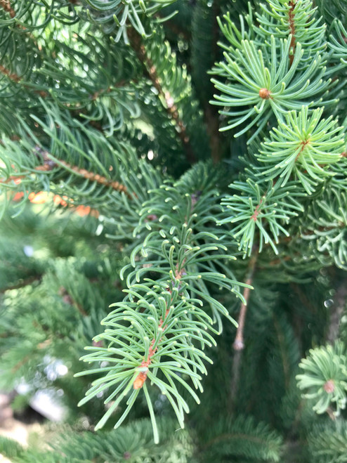 'Cupressina' Columnar Norway Spruce