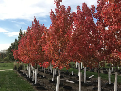 Celebration® Freeman Maple