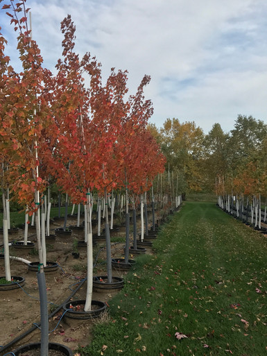 Fall Fiesta® Sugar Maple