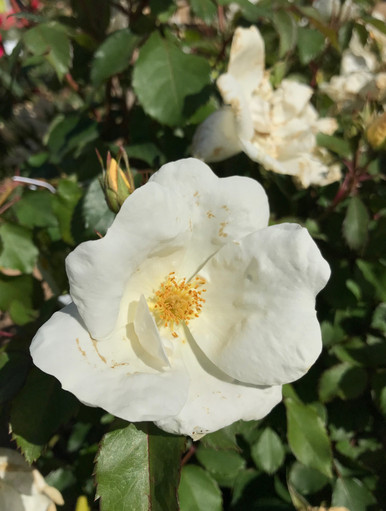 White Knock Out Rose - TimberPine