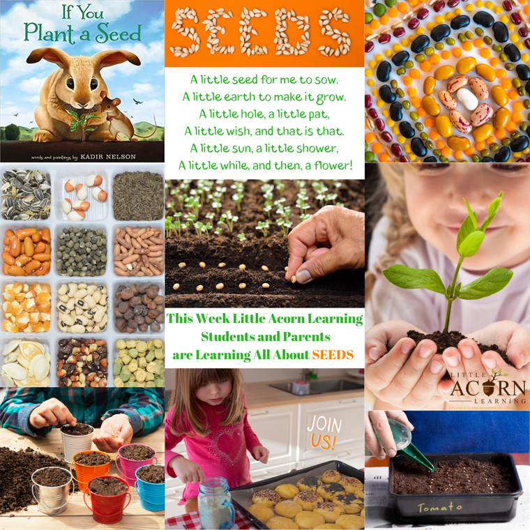 Seeds, Self-Reflection - Homeschool Study Unit - Little Acorn Learning