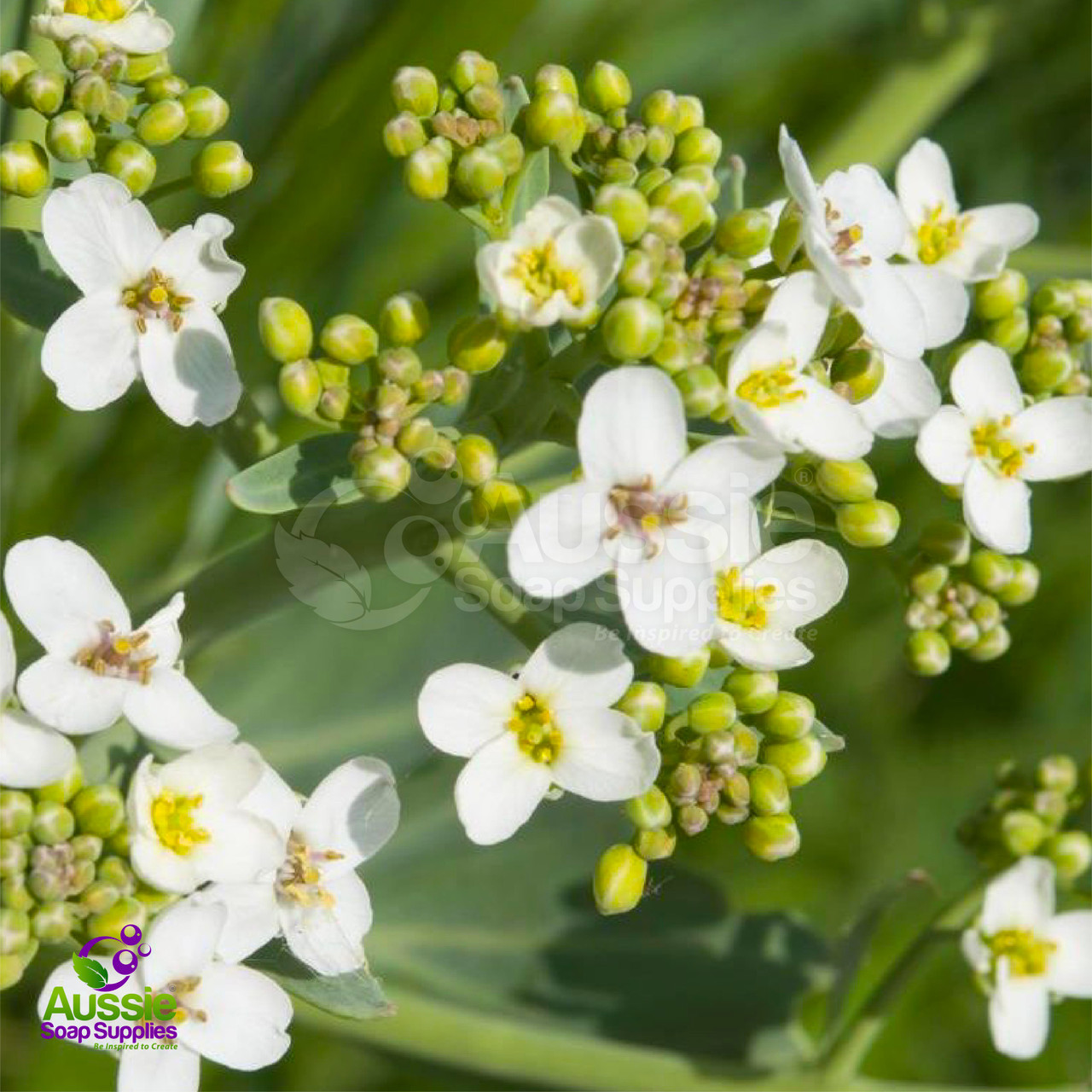 Abyssinian Seed Oil, Refined