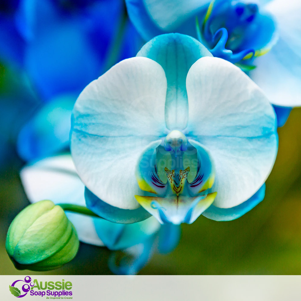 Enchanted Orchid Fragrance Oil