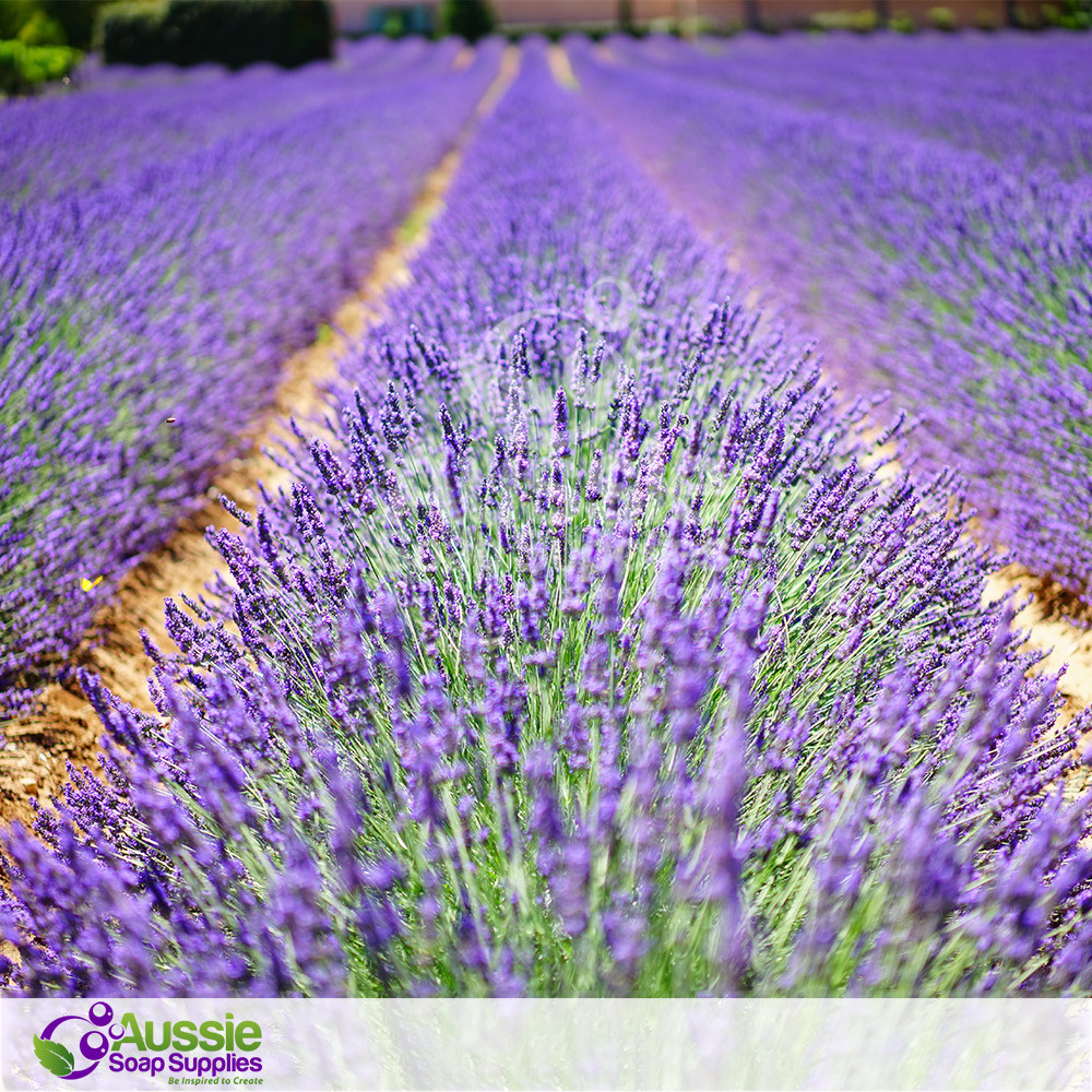 Australian Lavender Fragrance