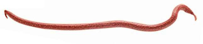 Berkley Gulp! Saltwater Bloodworm - TackleDirect