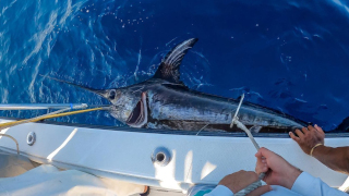 Best Daytime Swordfish Tackle for the Northeast - TackleDirect