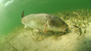 Red October in Florida - TackleDirect