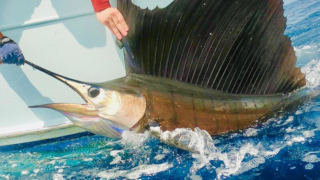 Best Sailfish Reels & Rods - TackleDirect