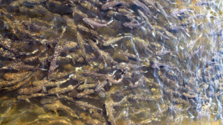 Chasing Redfish During the South Carolina Mullet Run - TackleDirect