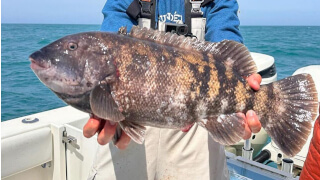 Top 5 Blackfish Reels & Rods - TackleDirect