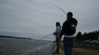 Spring Chopper Bluefish - TackleDirect